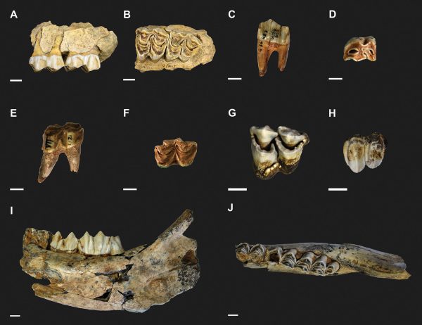 Dental Wear Evidence for Browsing and Grazing Dietary Traits in the ...
